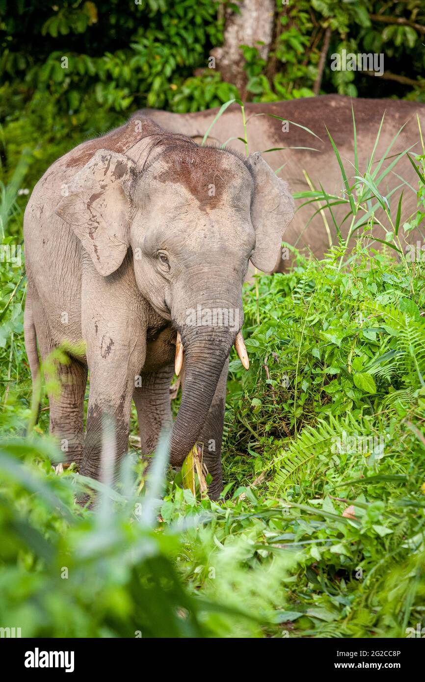 Baby Dwarf Elephant