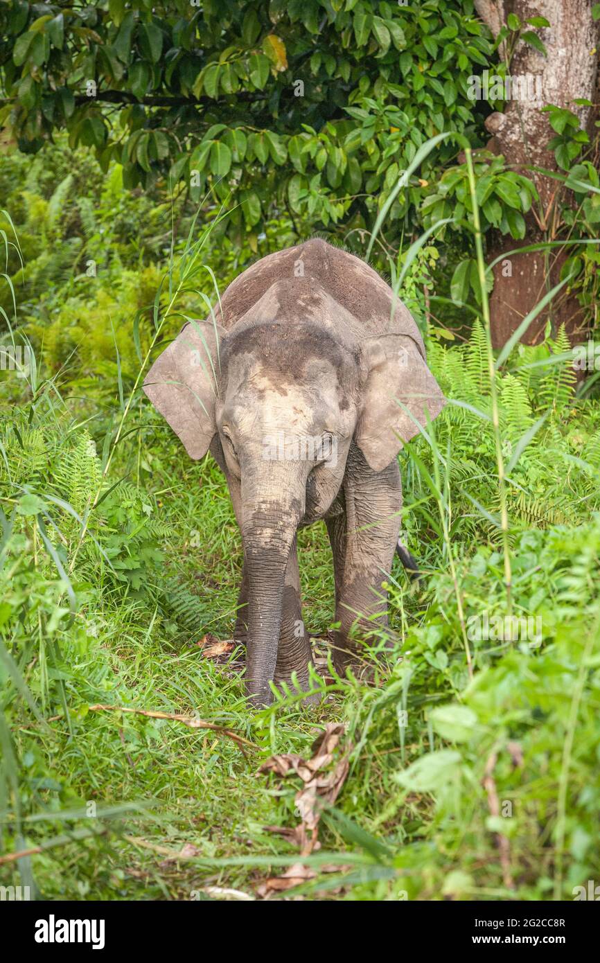 Baby Dwarf Elephant
