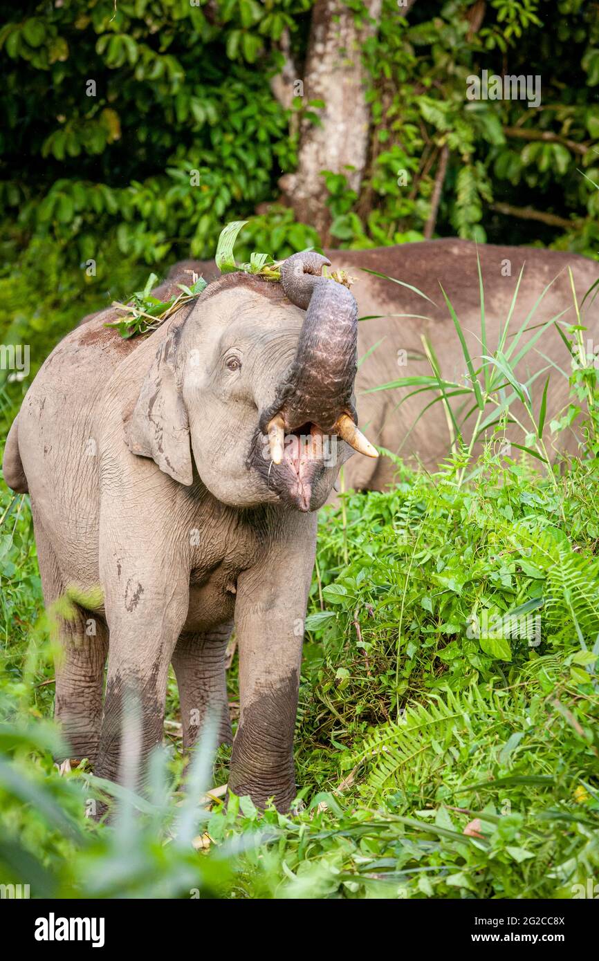 Borneo pygmy elephant (Elephas maximus borneensis), baby eating in the ...