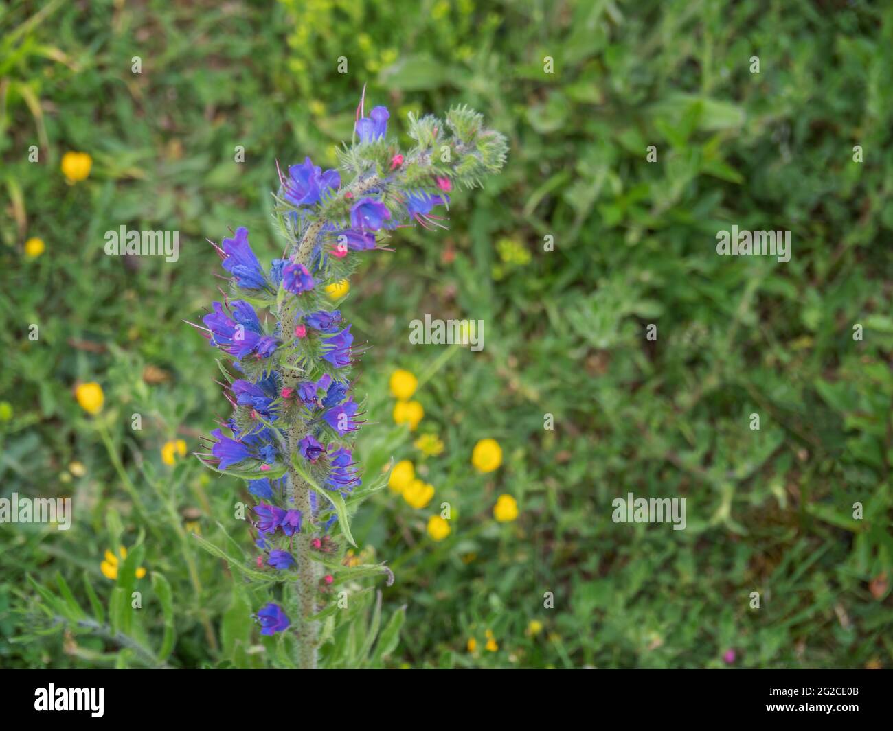 Single spike of Viper's Bugloss aka Echium vulgare growing wild on the ...