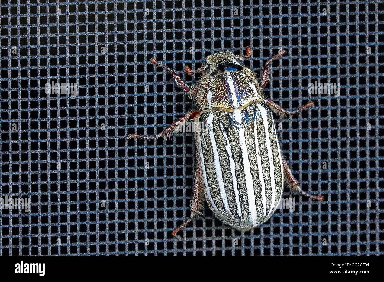 Large Watermealon Beetle - A large watermelon beetle (ten-lined june ...