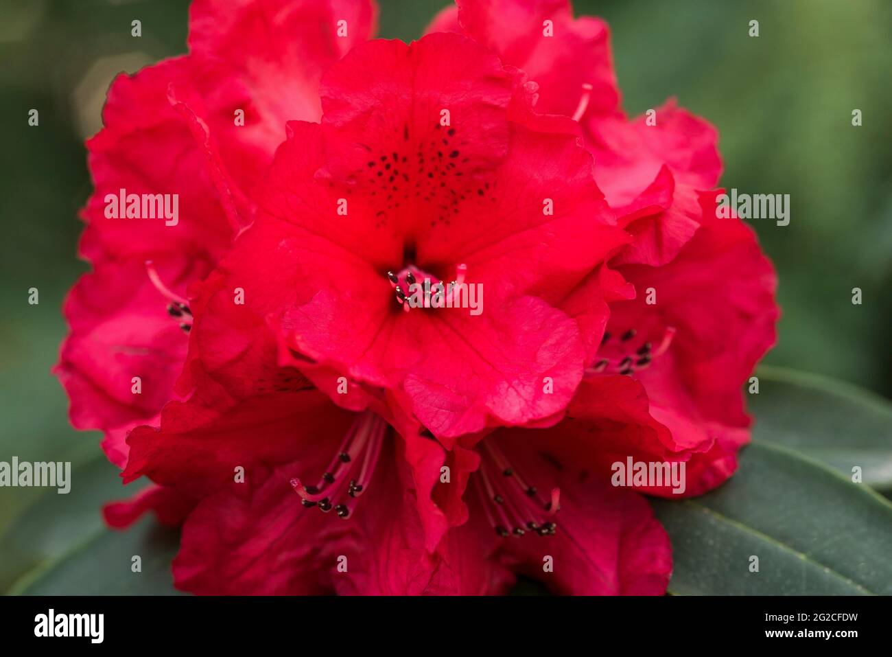 Red Rhododendrons in bloom Stock Photo - Alamy