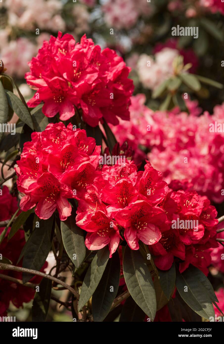 Dark red rhododendron flower hi-res stock photography and images - Alamy