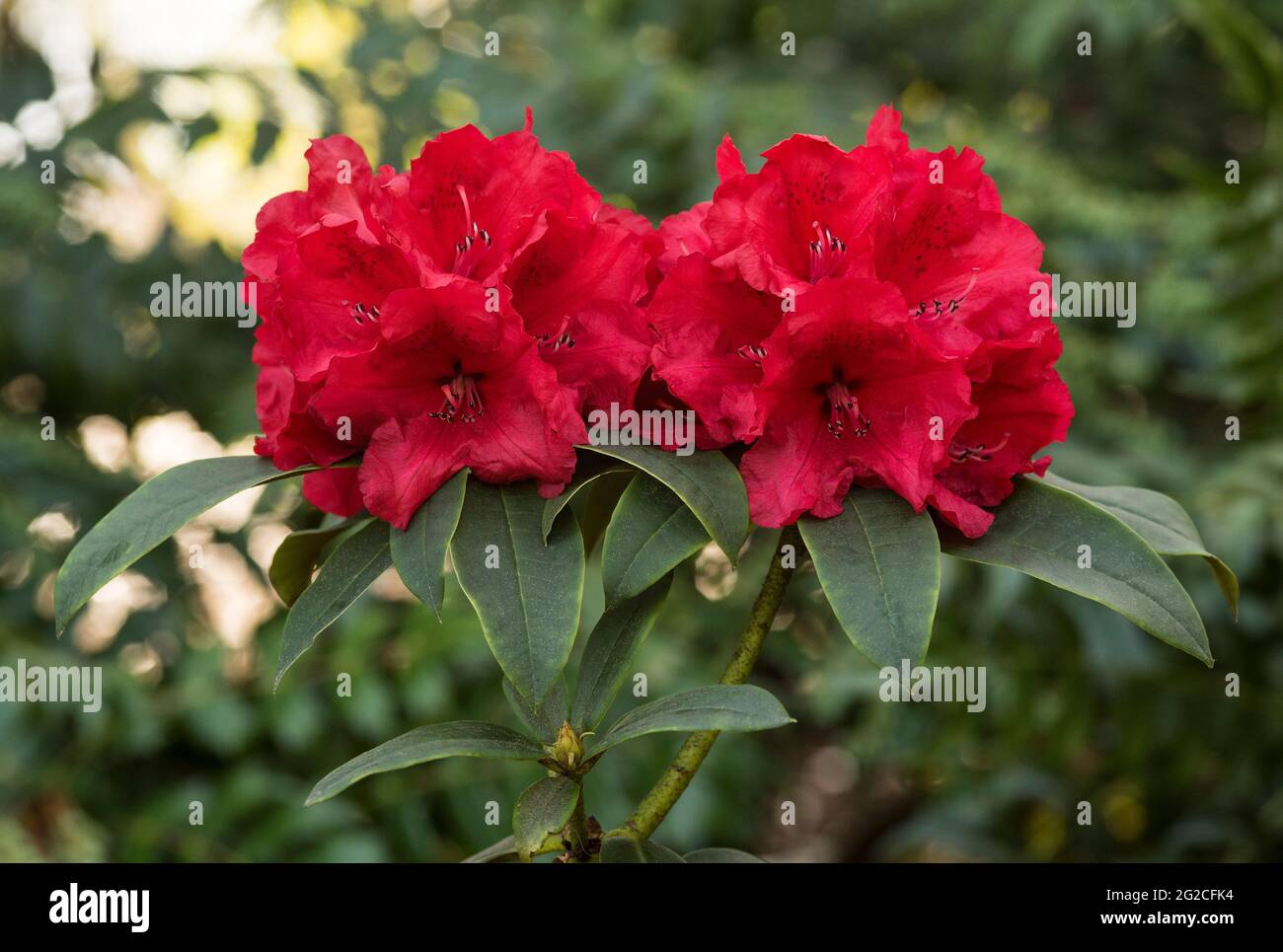 Red Rhododendrons in bloom Stock Photo - Alamy