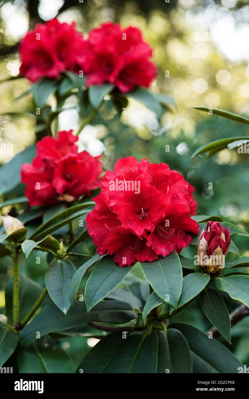 Red Rhododendrons in bloom Stock Photo - Alamy