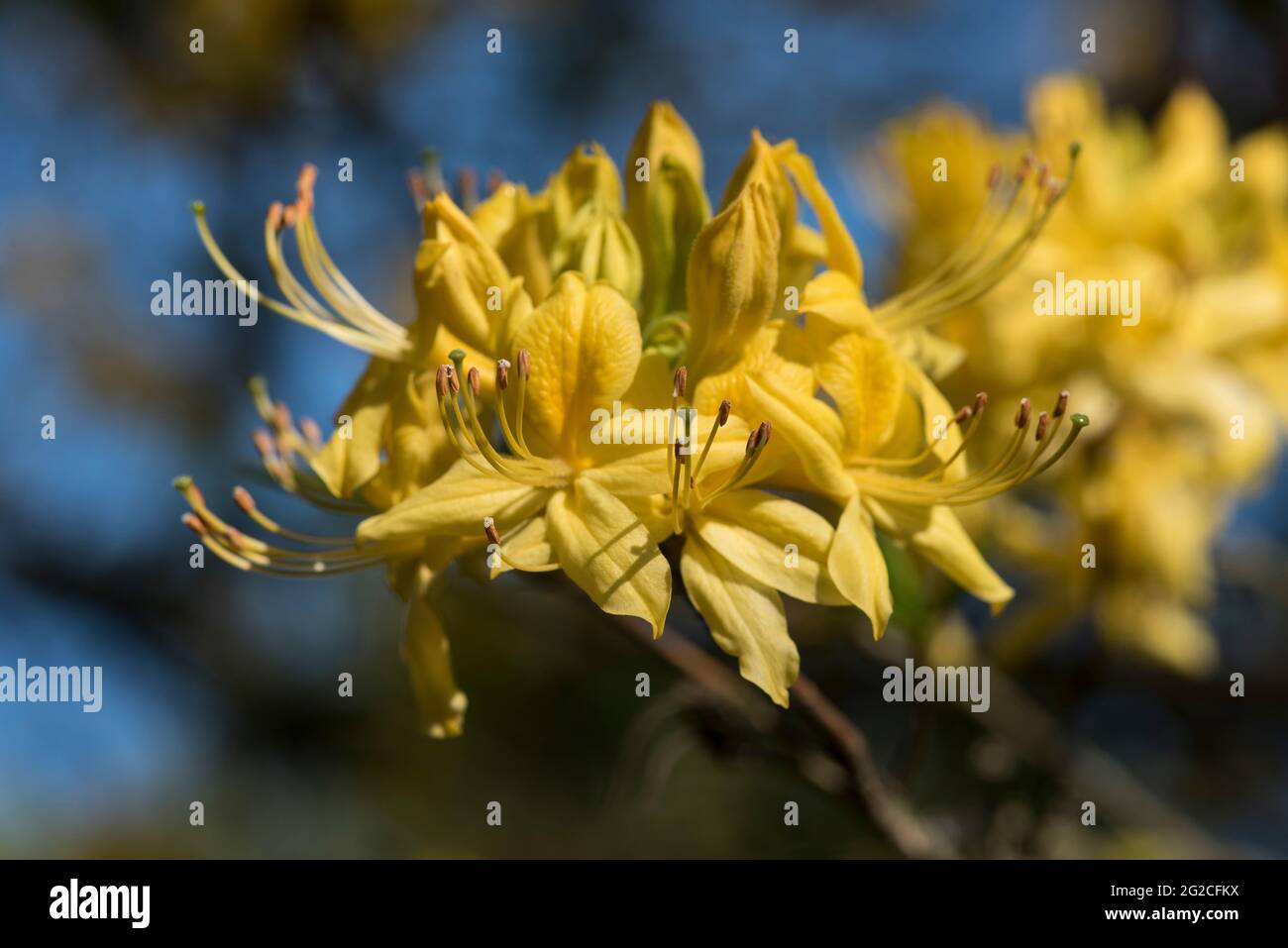 Yellow Rhododendrons in bloom Stock Photo - Alamy