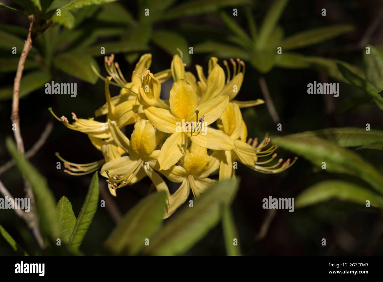 Yellow Rhododendrons in bloom Stock Photo - Alamy