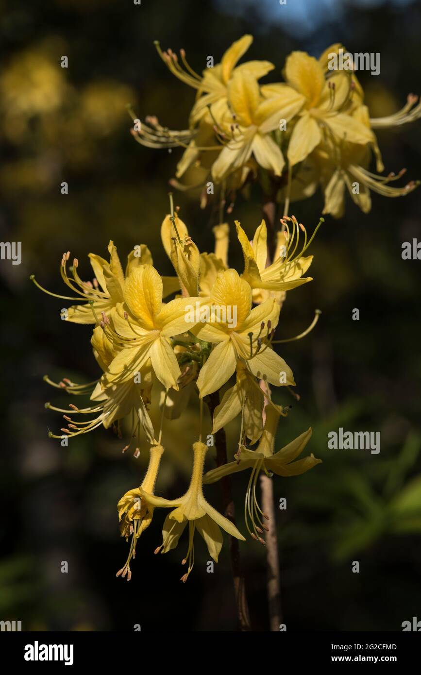 Yellow Rhododendrons in bloom Stock Photo - Alamy