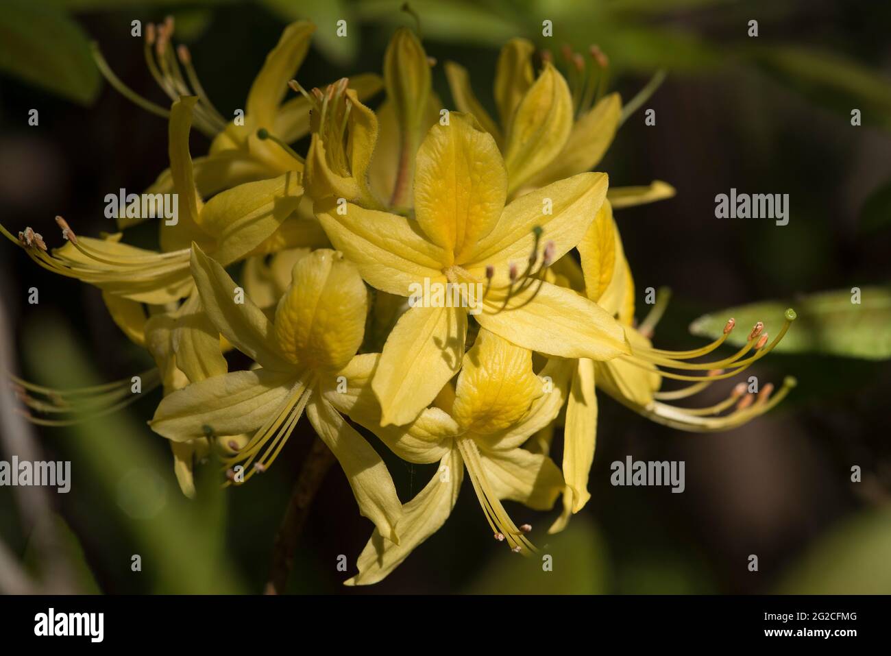 Yellow Rhododendrons in bloom Stock Photo - Alamy