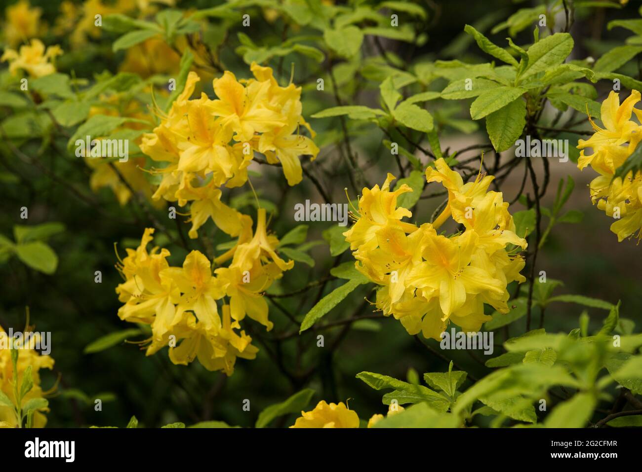 Yellow rhododendrons hi-res stock photography and images - Alamy