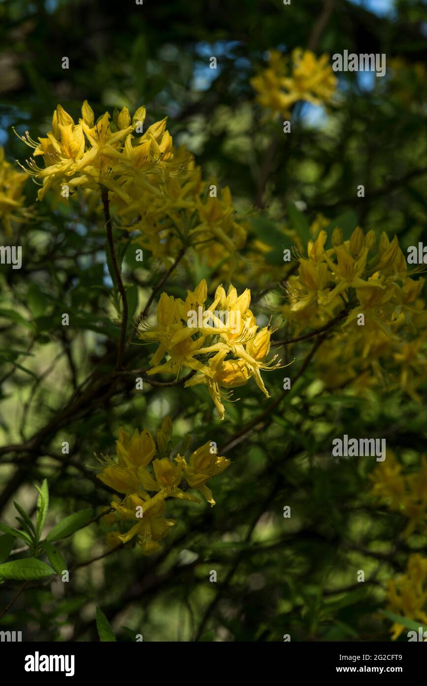 Yellow Rhododendrons in bloom Stock Photo - Alamy