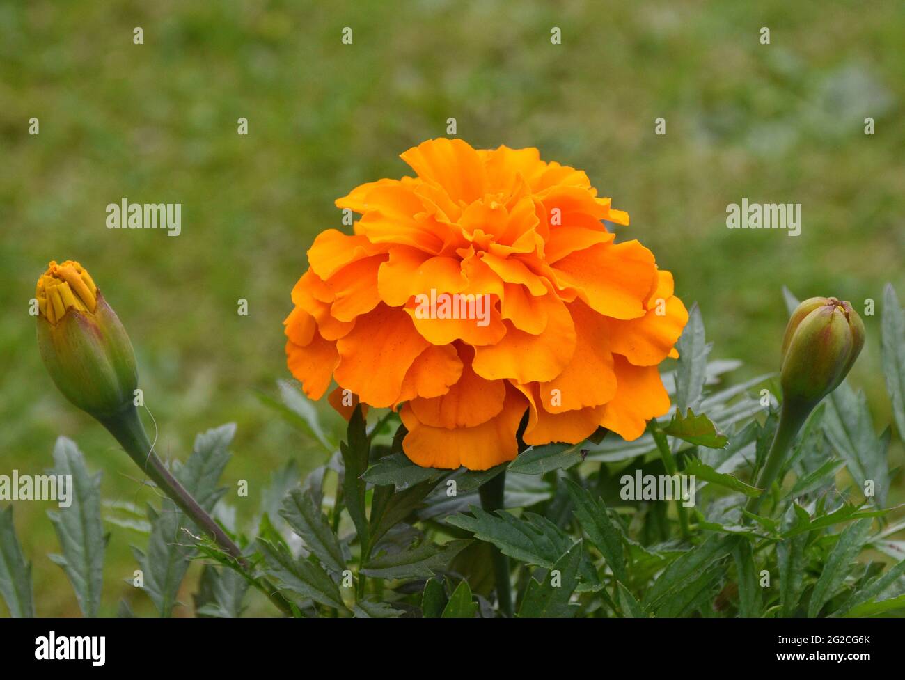 Tagetes erecta hi-res stock photography and images - Alamy