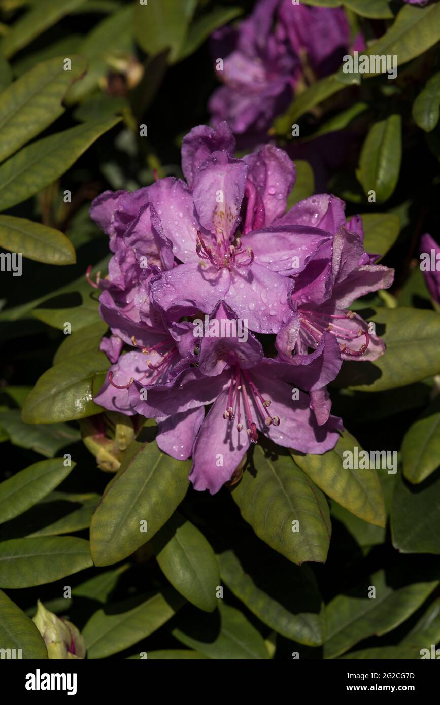 Purple Rhododendrons in bloom Stock Photo - Alamy