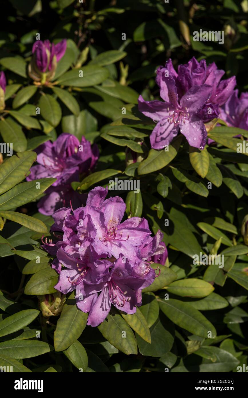 Purple Rhododendrons in bloom Stock Photo - Alamy