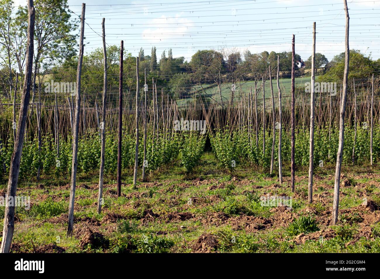 Early Hop plants growing on a farm in Salehurst, East Sussex Stock ...