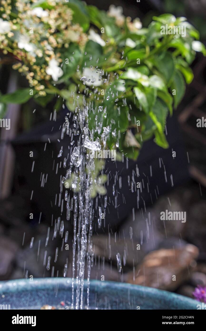 Water droplets from a novelty solar fountain in a domestic garden ...