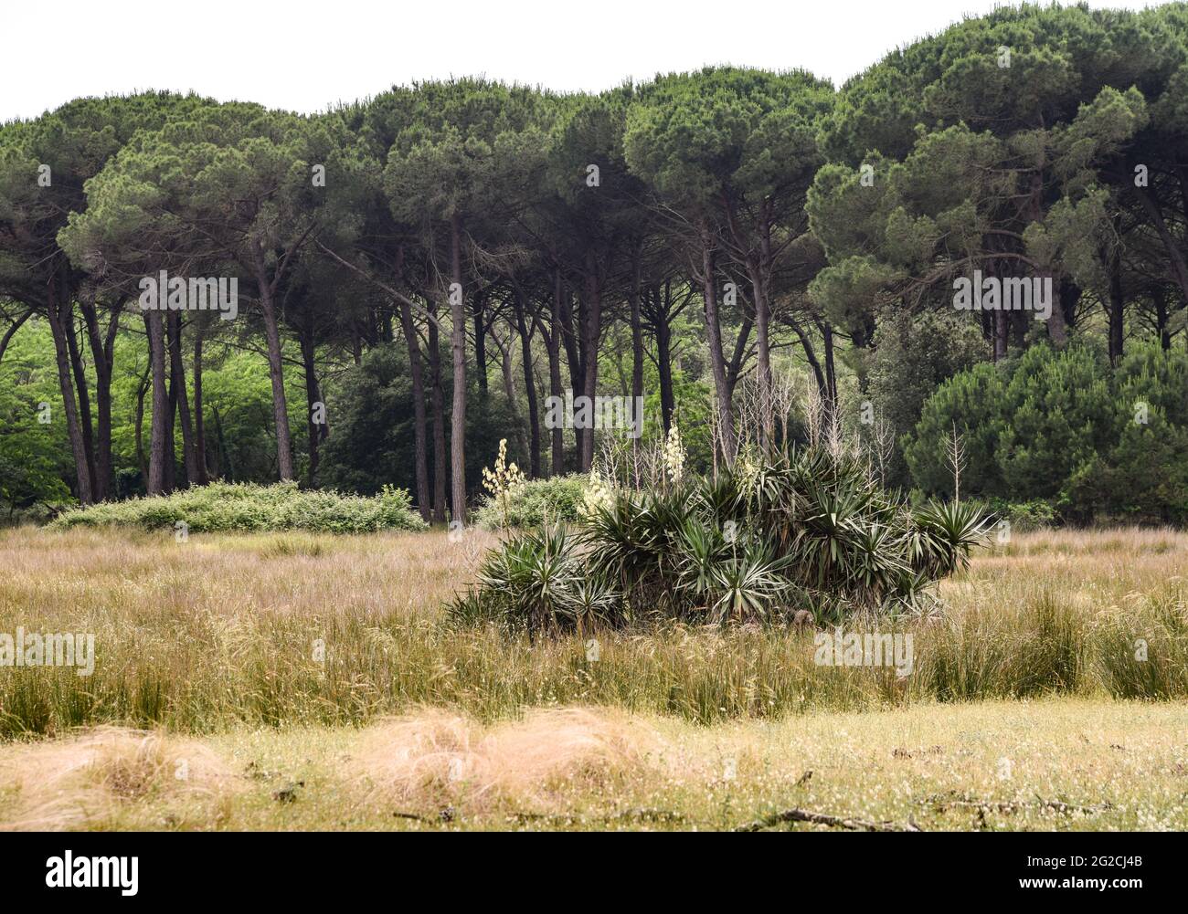 Rossore park hi-res stock photography and images - Alamy