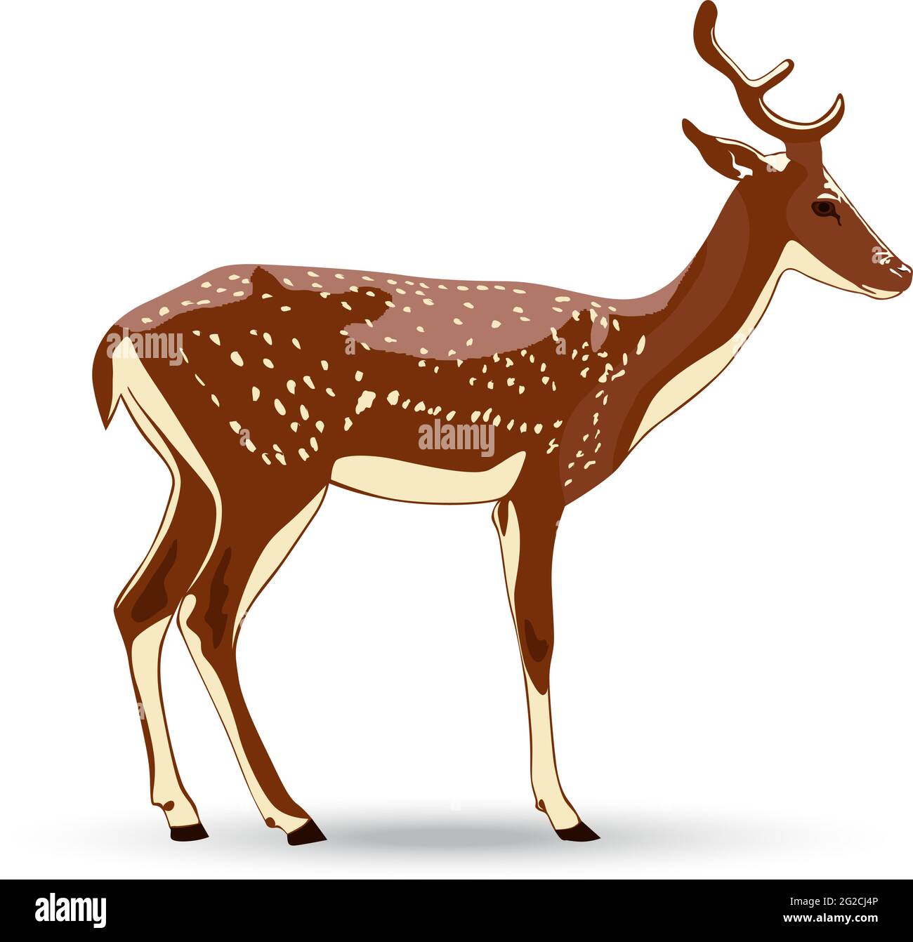 Image of deer Stock Vector Images - Alamy