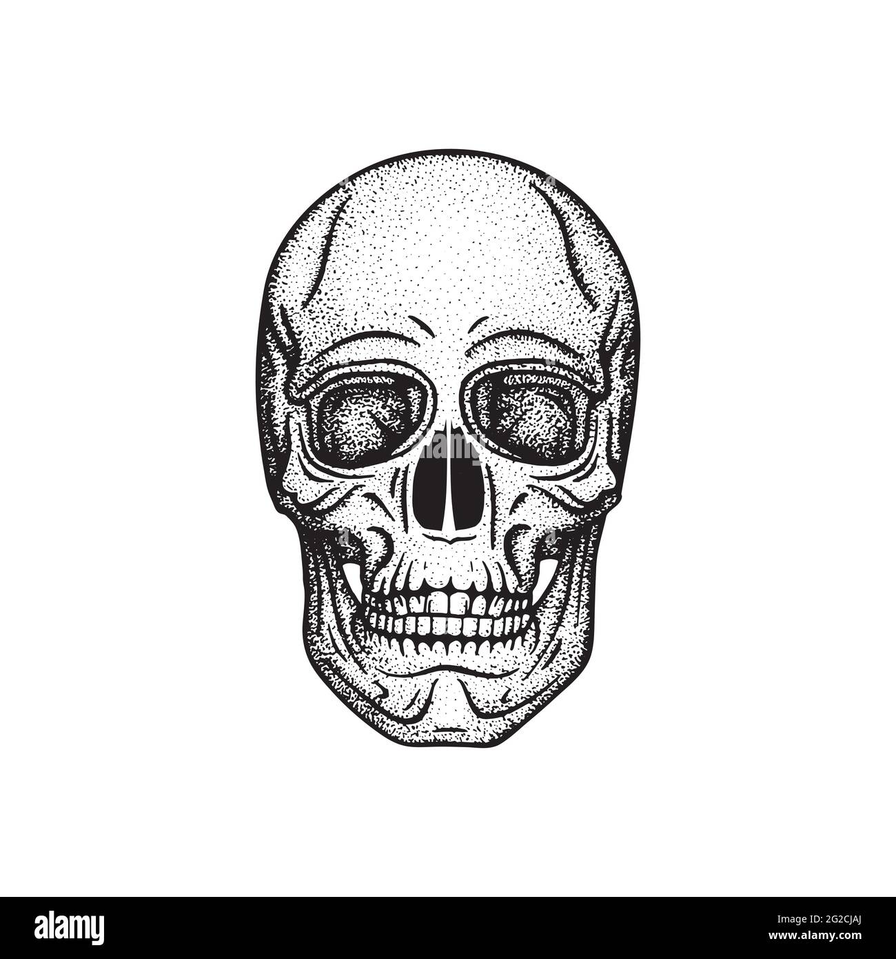 Human skull hand drawn vector illustration. Part of human skeleton ...