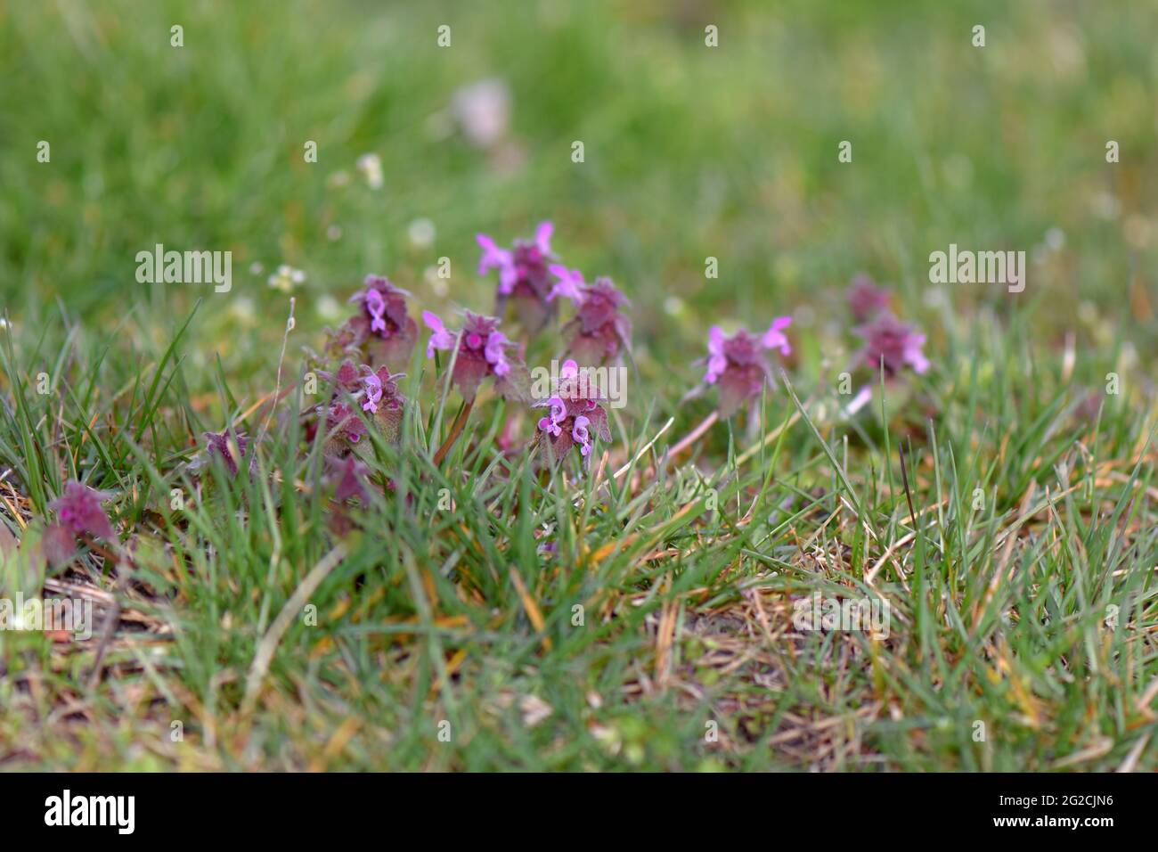 Selective focus of the blossomed purple flowers in the field Stock ...