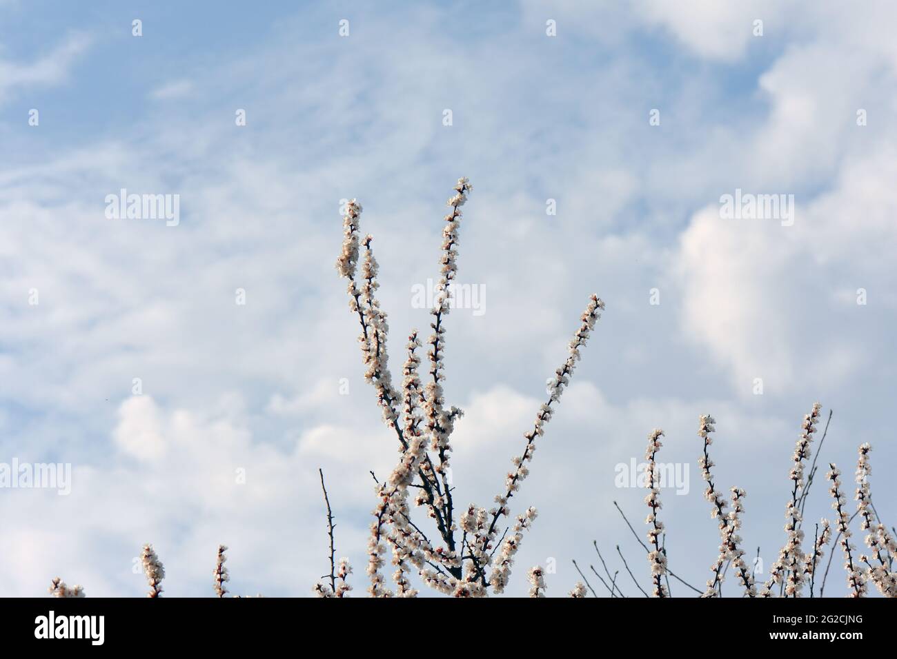 Selective focus of the blossomed white flowers on the branches of the ...