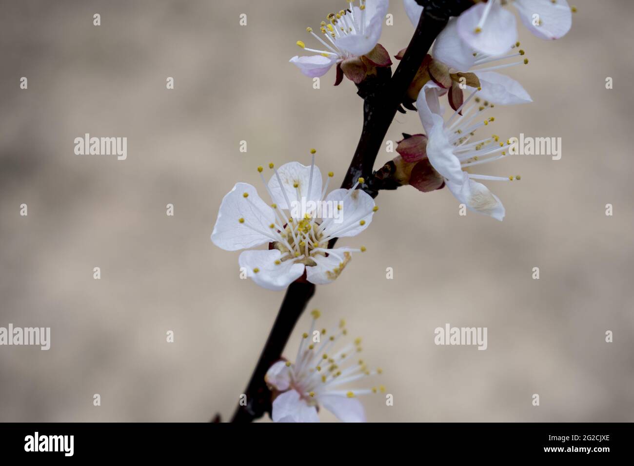 Selective focus of the blossomed white flowers on the branch of the ...