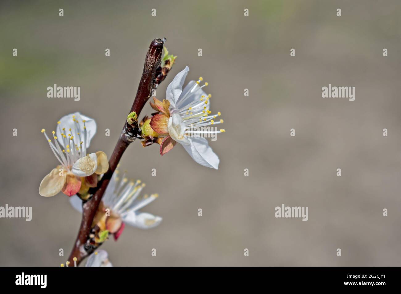 Selective focus of the blossomed white flowers on the branch of the ...