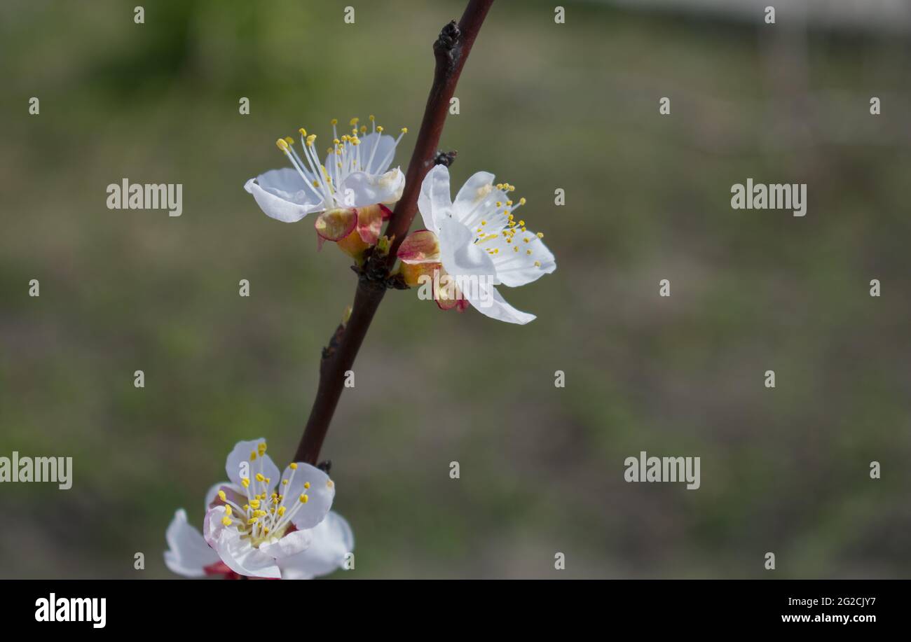 Selective focus of the blossomed white flowers on the branch of the ...