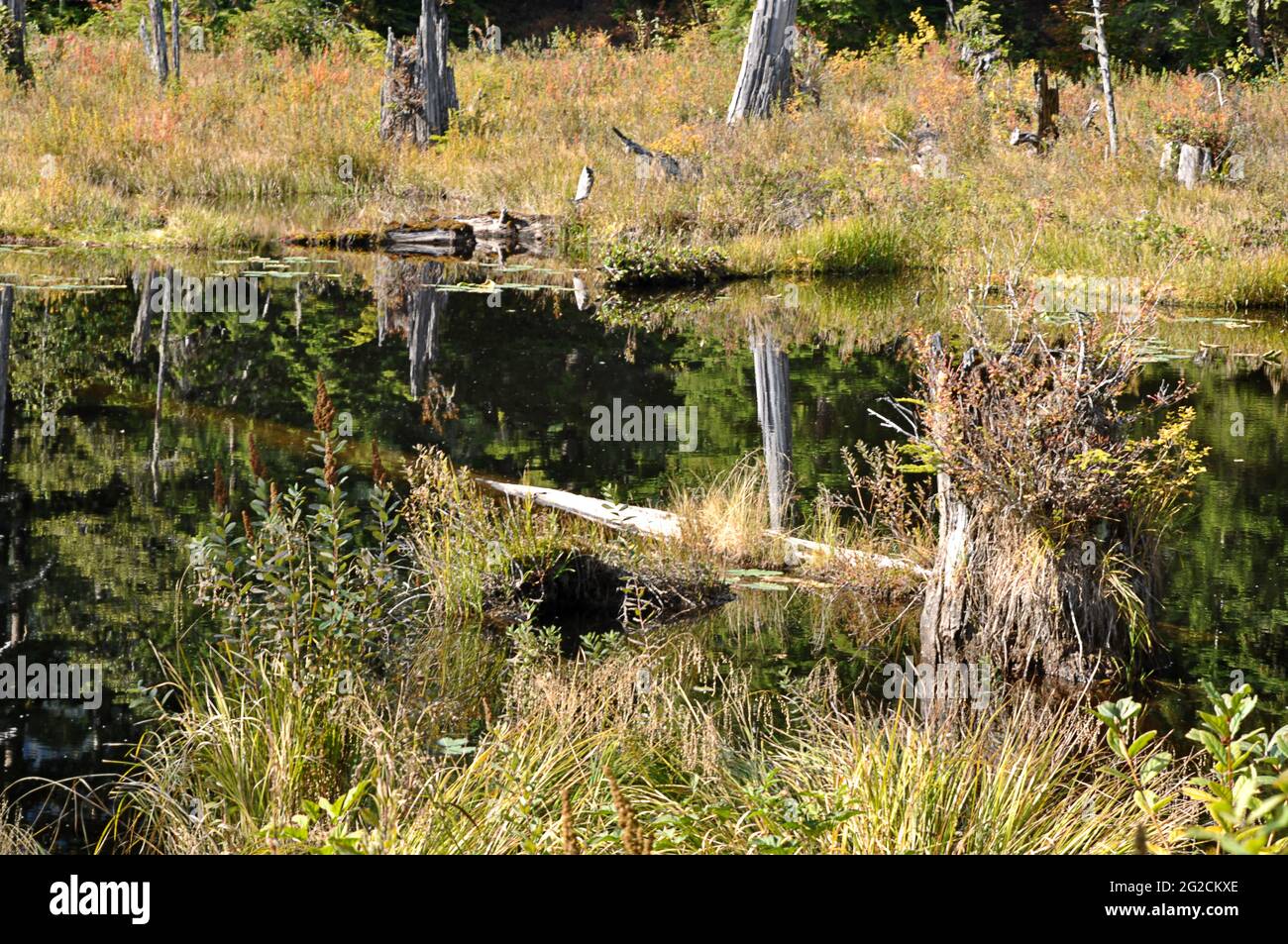 Field marsh marshy hi-res stock photography and images - Alamy