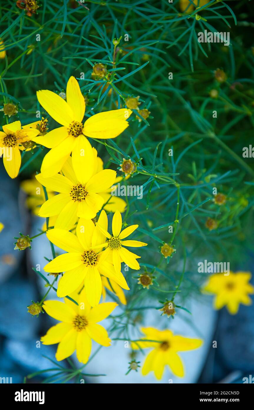 Yellow flower Coreopsis garden plant with rocks in the background ...