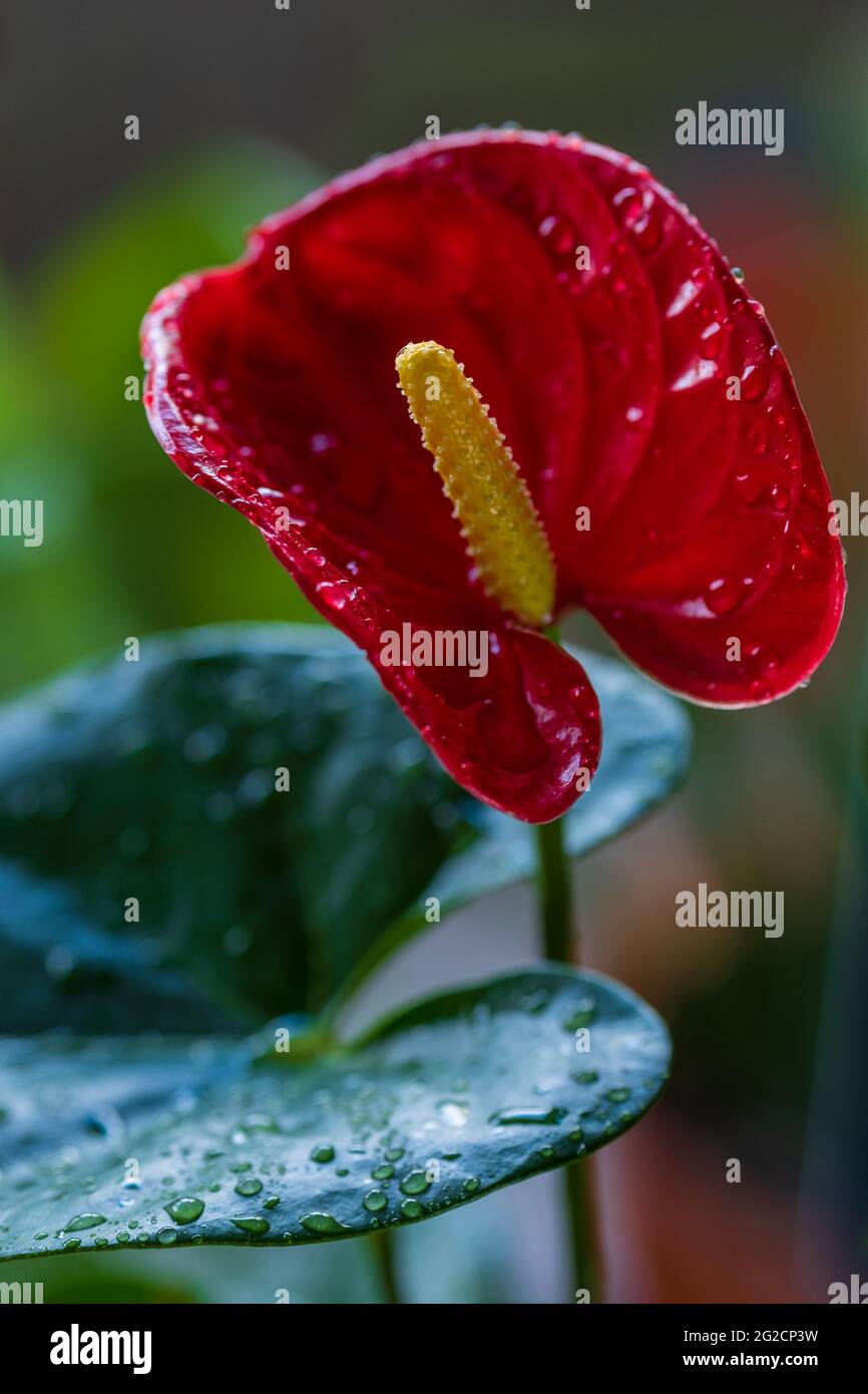 Anthurium flower. Anthurium is heart - shaped flower Stock Photo - Alamy