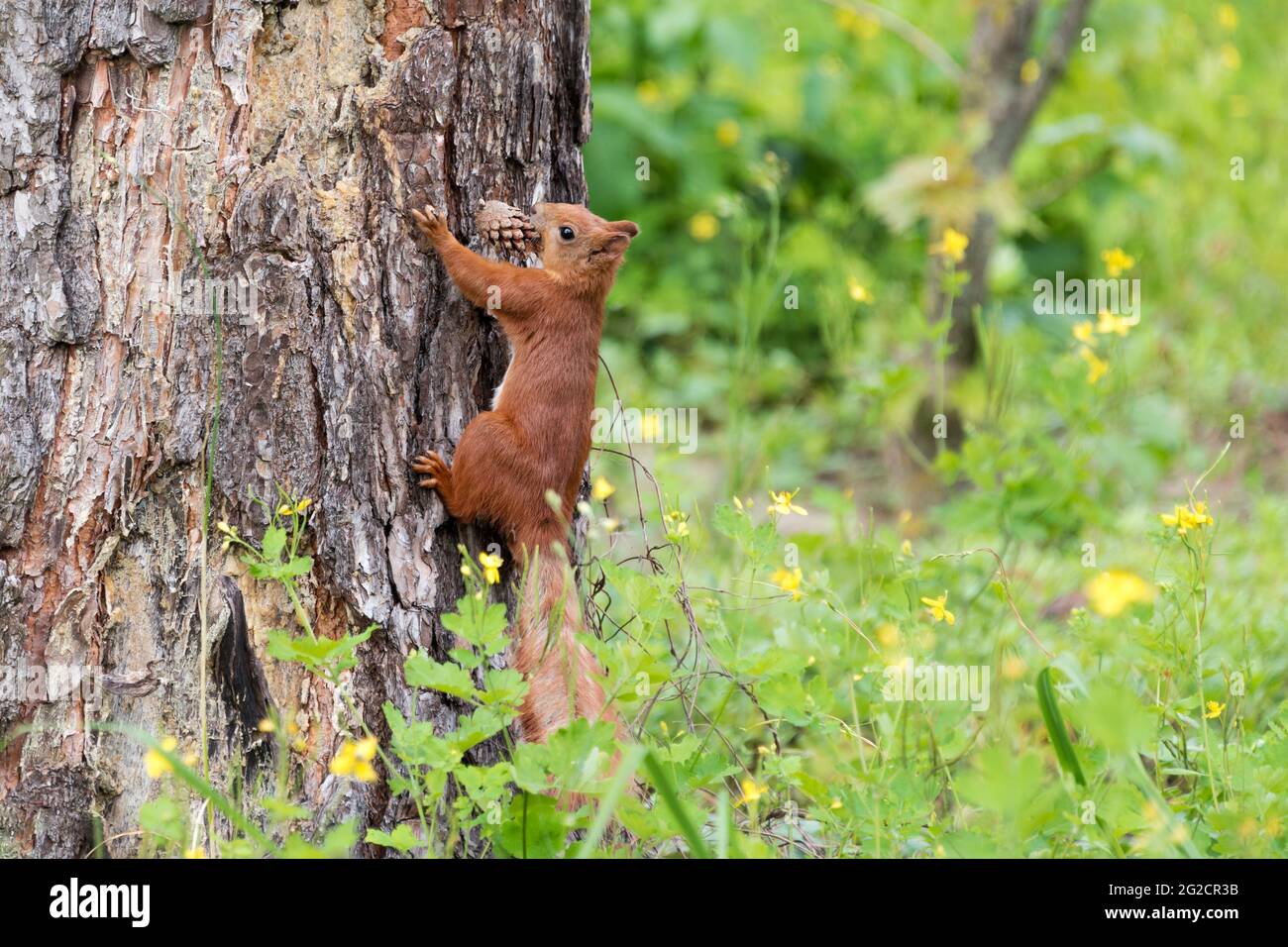 Curious red squirrel peeking behind the tree trunk holding pine cone in ...