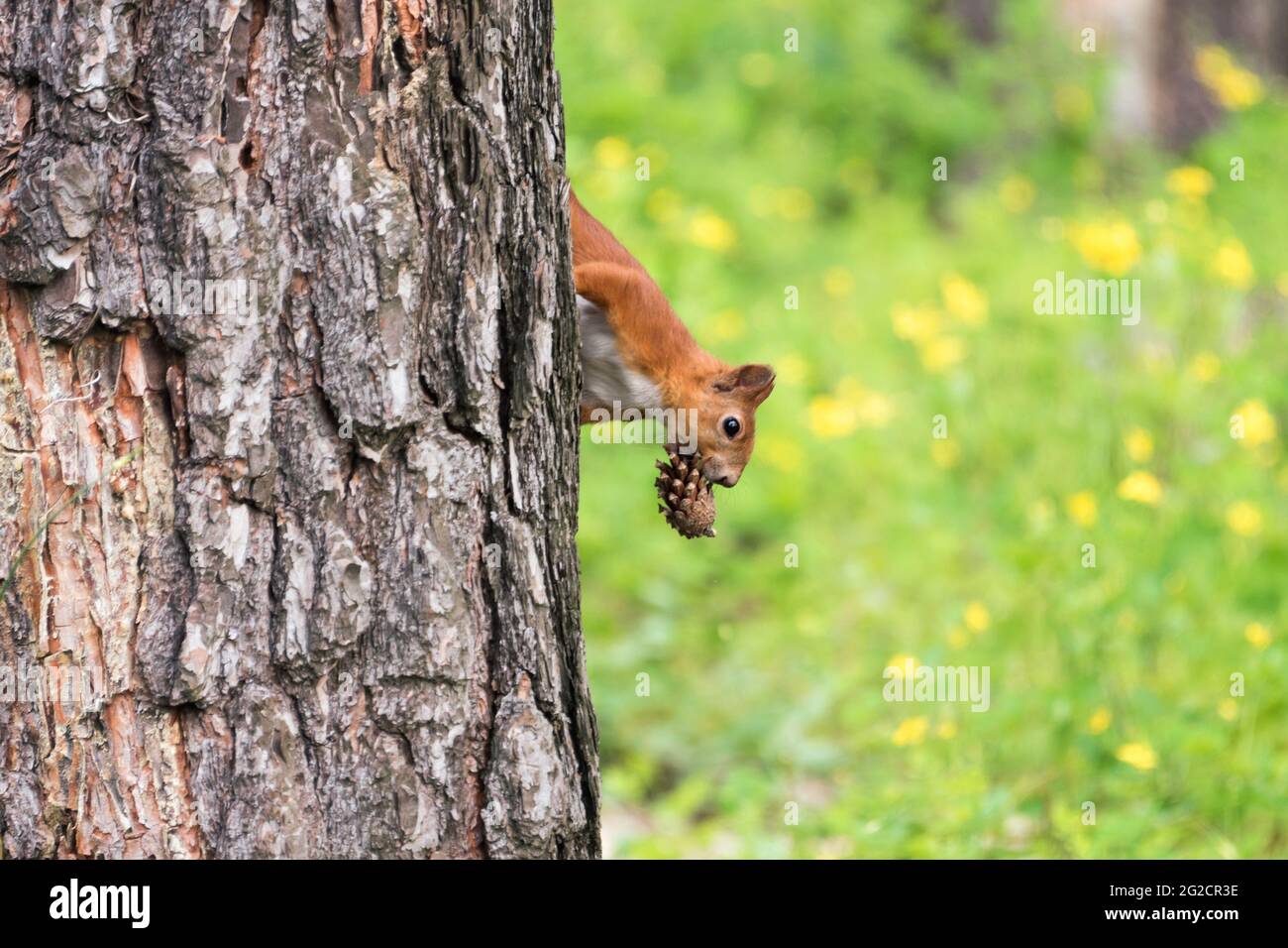 Simple pine tree silhouette hi-res stock photography and images - Alamy