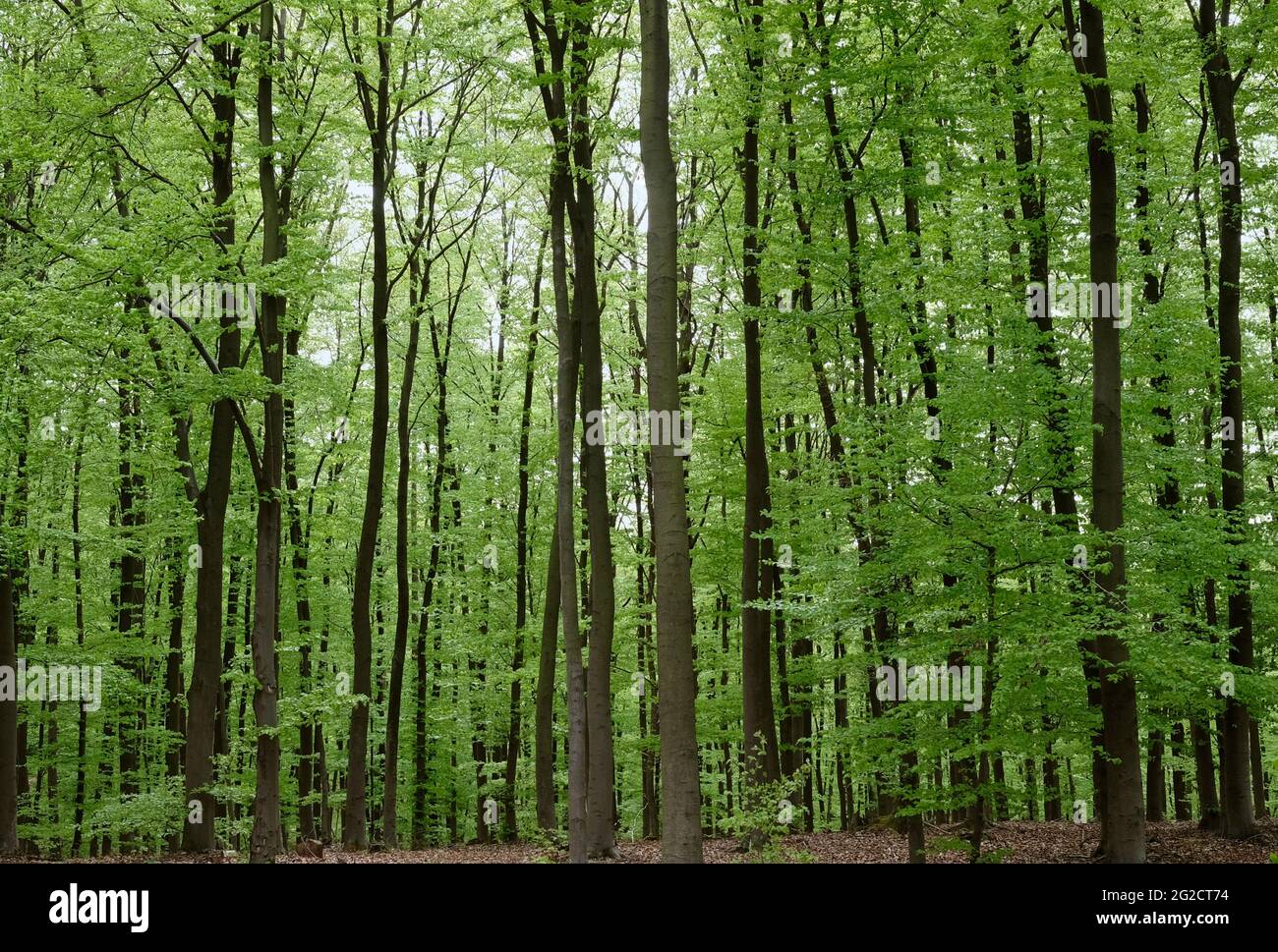 Dense forest in the Eifel region in Germany Stock Photo - Alamy