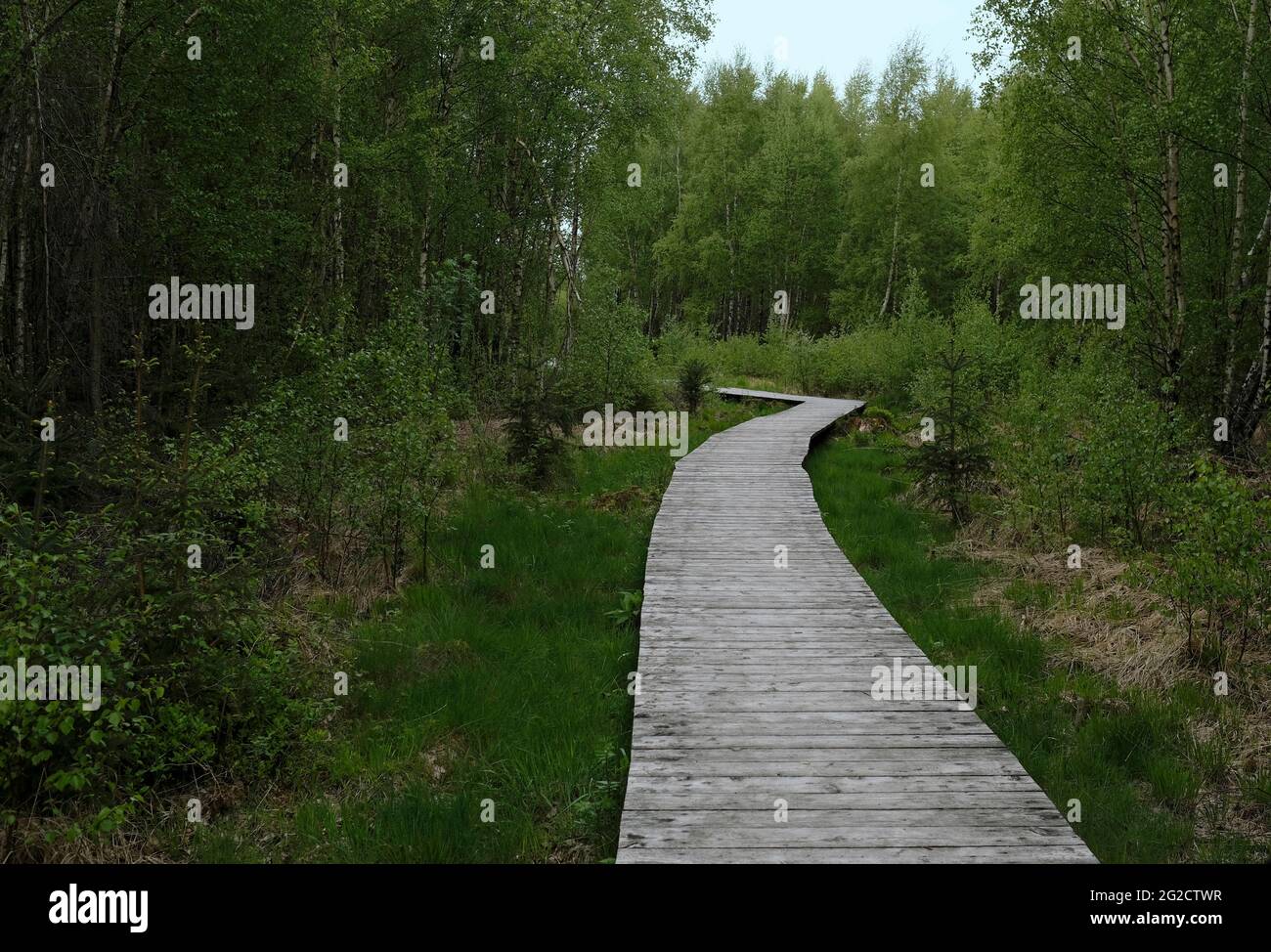 Wooden path leading through a forest in the Eifel region Stock Photo ...