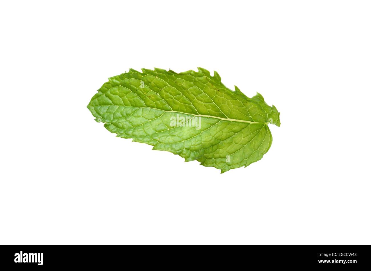 A single mint leaf isolated white Stock Photo - Alamy