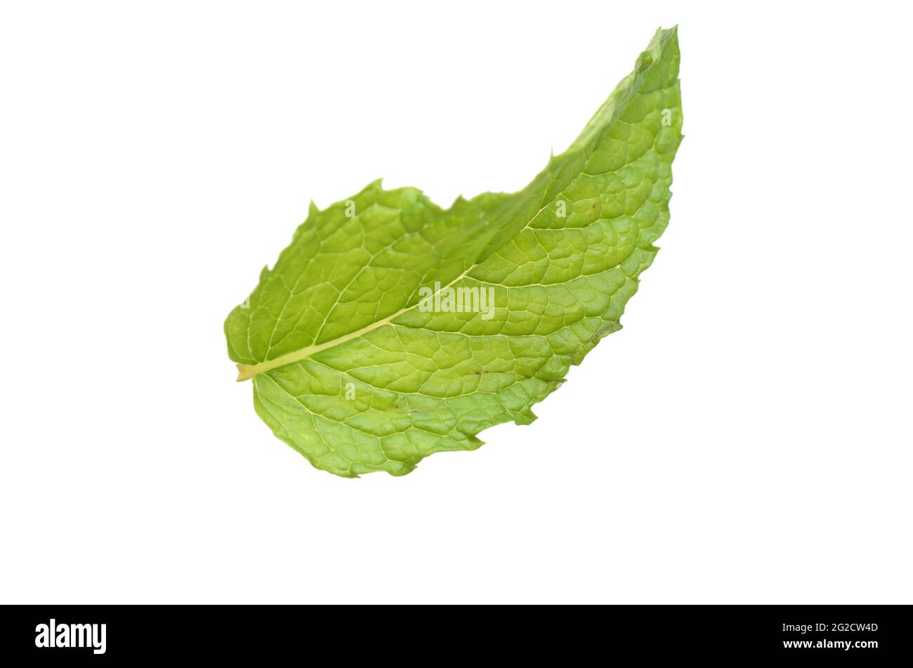 one mint leaf Stock Photo - Alamy
