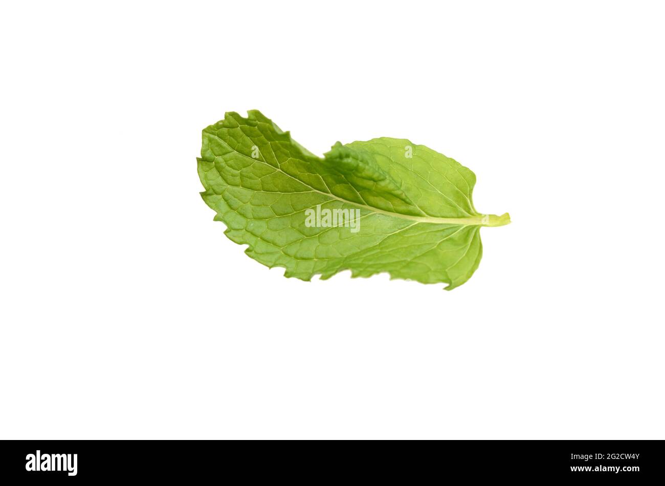 A single mint leaf isolated white Stock Photo - Alamy
