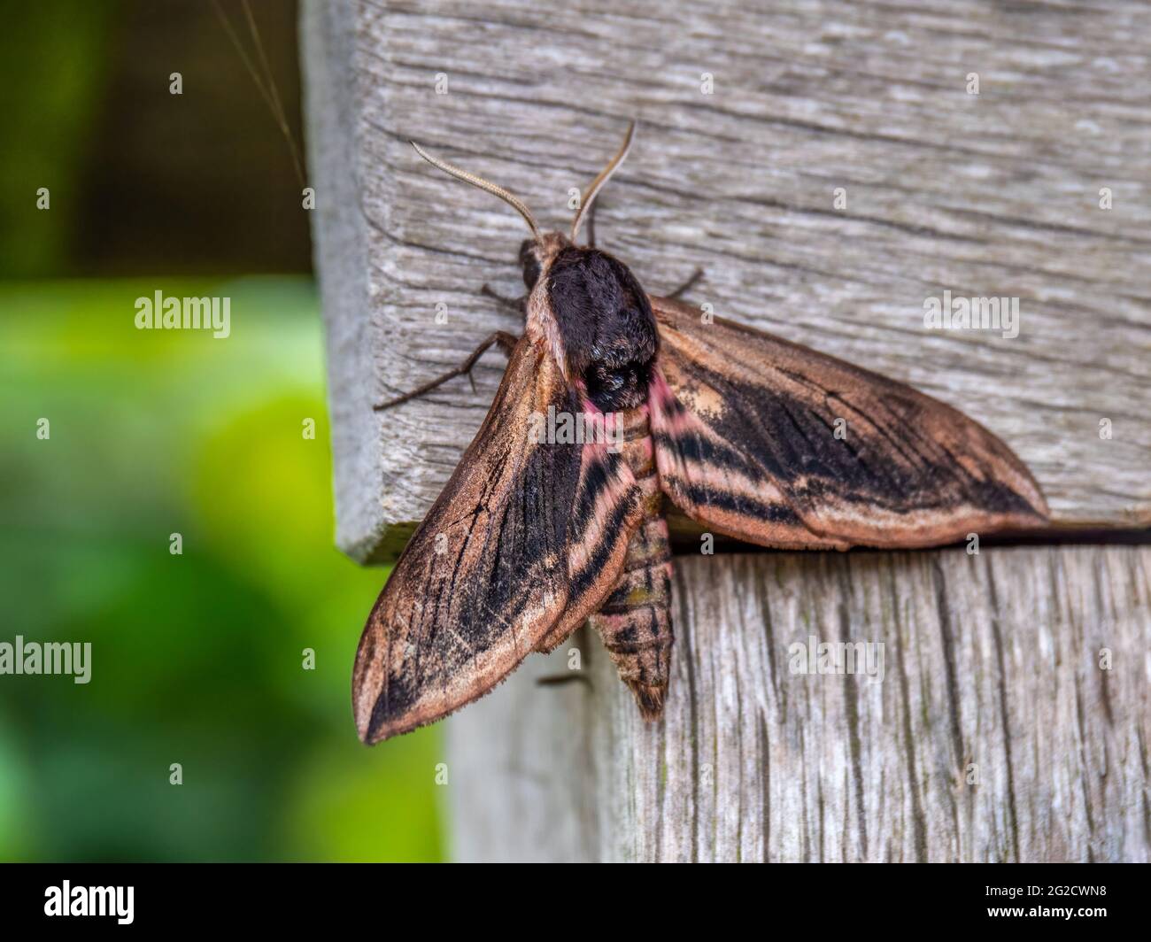 Privet Hawk moth aka Sphinx ligustri Stock Photo - Alamy