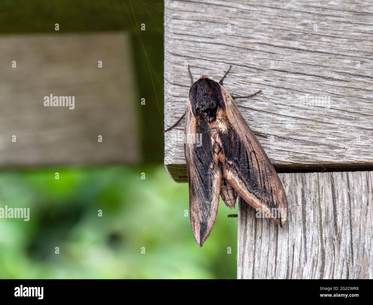 Privet Hawk moth aka Sphinx ligustri Stock Photo - Alamy