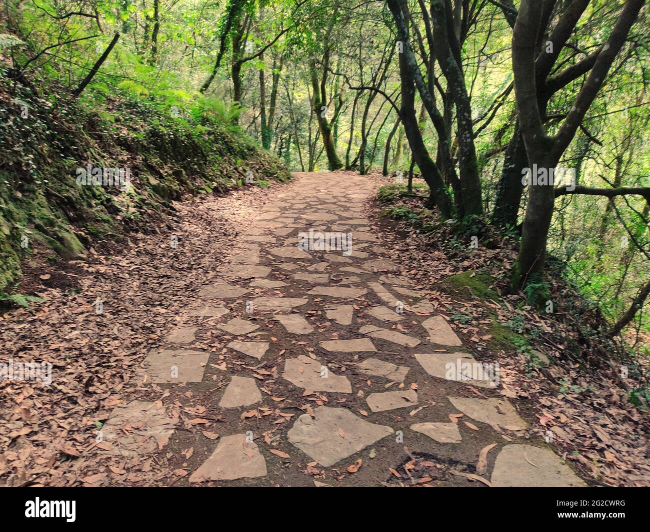 Natural view of a stone pavement pathway surrounded by trees in a park ...