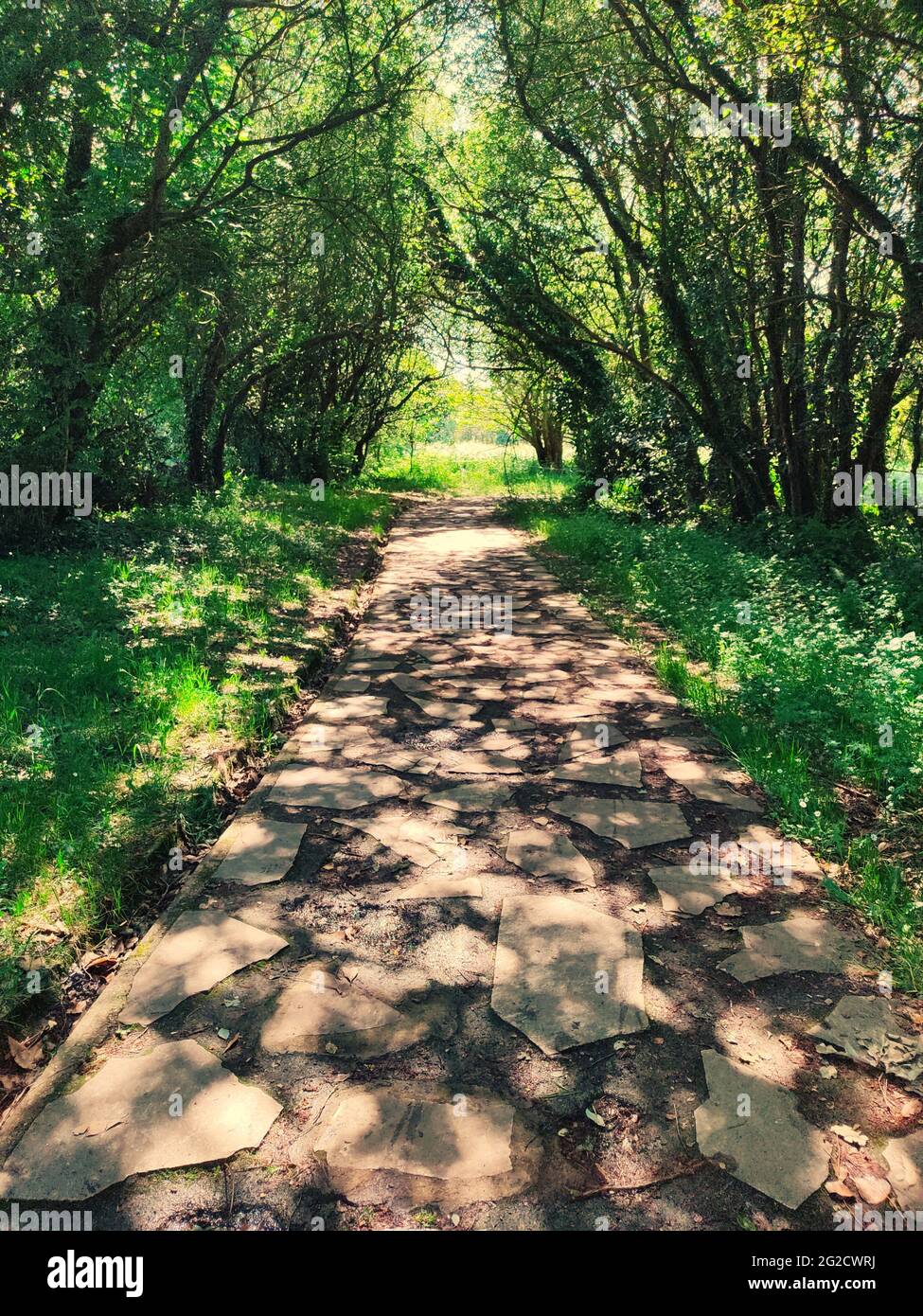 Natural view of a stone pavement pathway surrounded by trees in a park ...