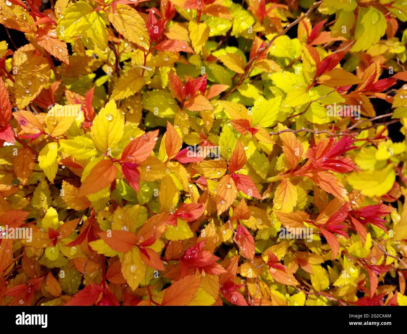 Bright color leaves of Japanese Spirea 'Magic Carpet' plants Stock ...