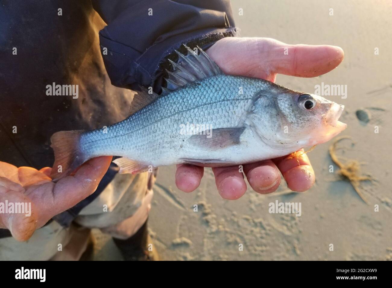 White Perch In Water