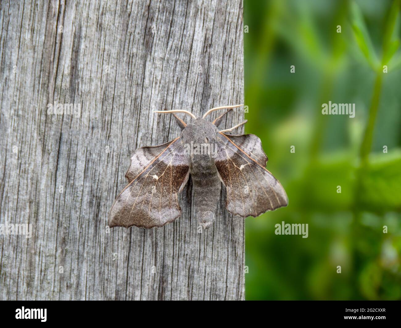 Poplar grey moth hi-res stock photography and images - Alamy