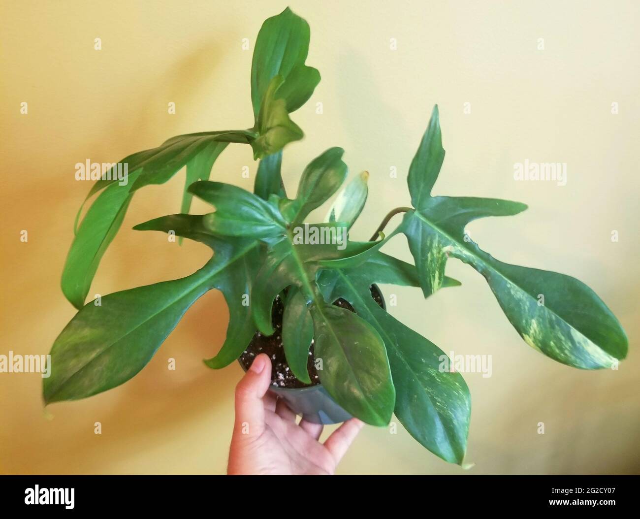 A variegated Philodendron Florida Beauty, a popular houseplant Stock ...