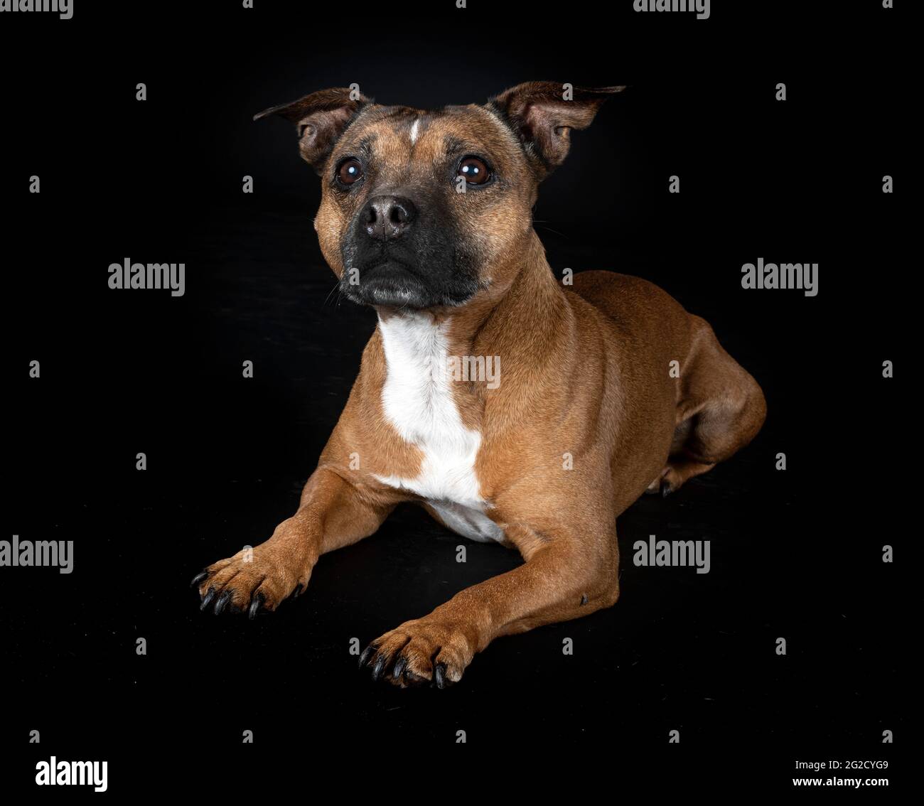 staffordshire bull terrier in front of black background Stock Photo - Alamy