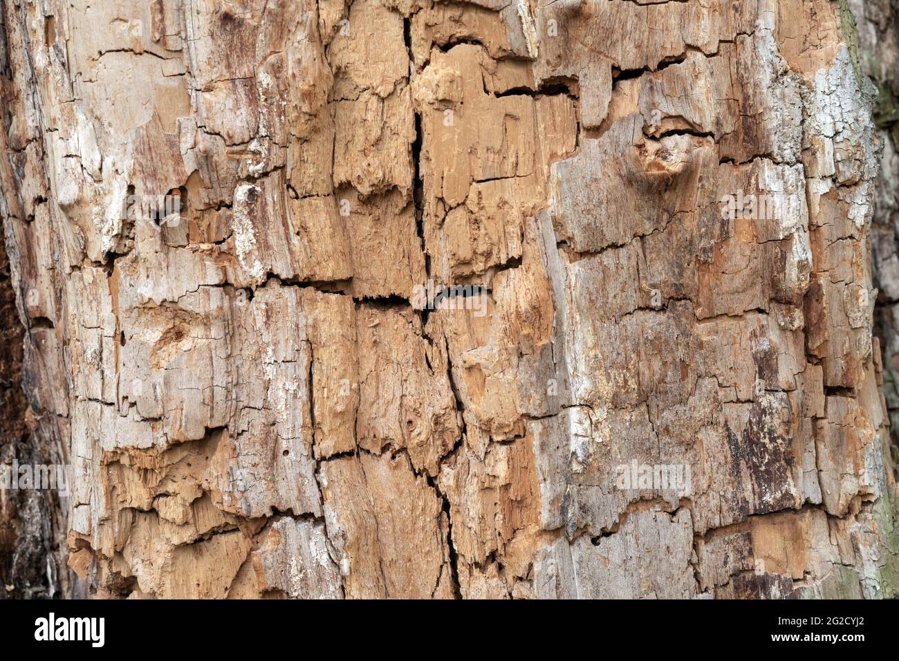 Texture of dry tree bark. Nature wood background Stock Photo - Alamy