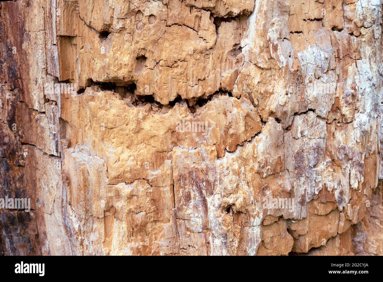 Texture of dry tree bark. Nature wood background Stock Photo - Alamy