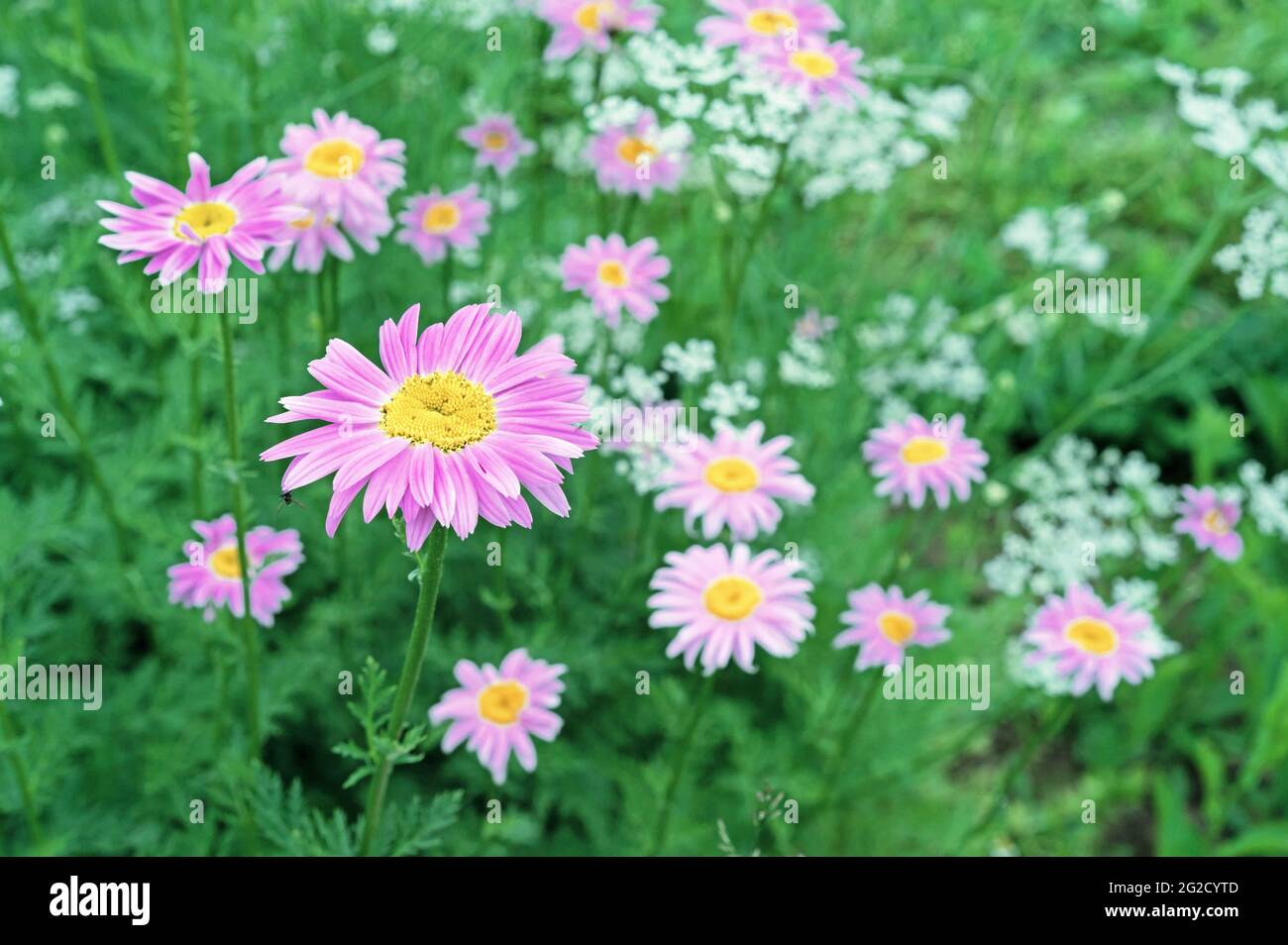 Feverfew (Tanacetum parthenium) or pink chamomile on a natural green ...